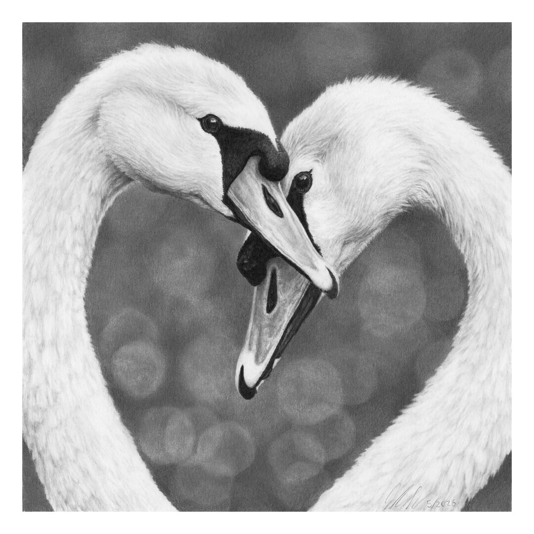 Shape of Us (swans) – 12×12 Museum‑quality Giclée or Budget Photo Print ...