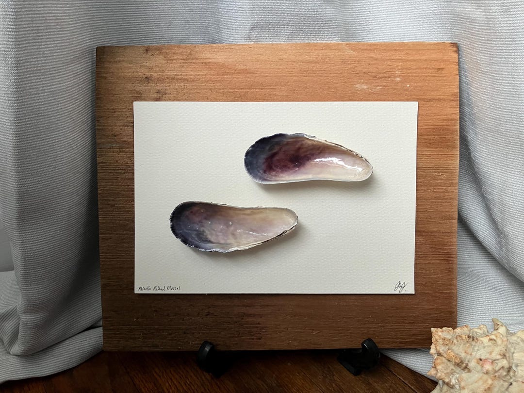 Atlantic Ribbed Mussel Mounted Shells - Etsy