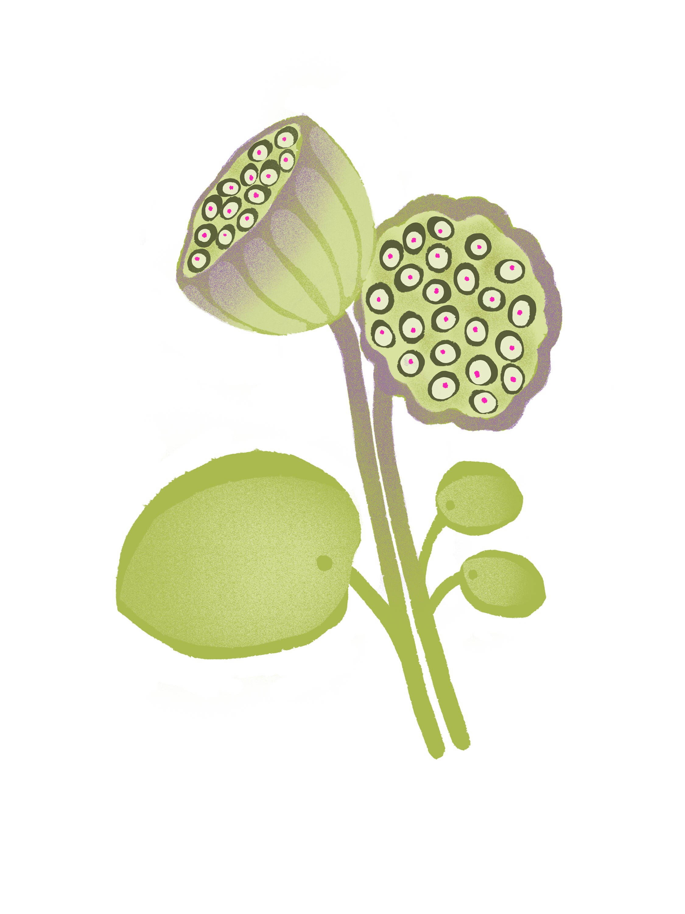 Lotus Seed Pod Drawing