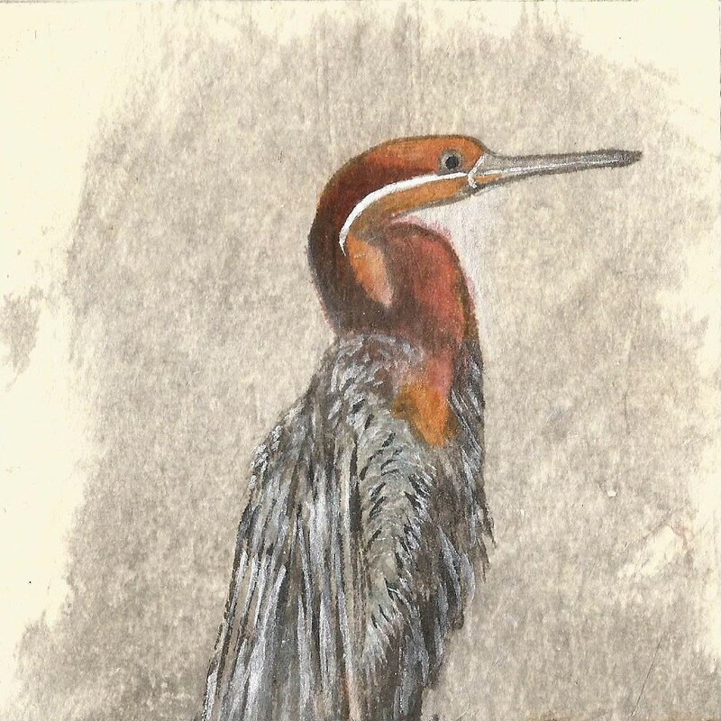 Anhinga - Etsy