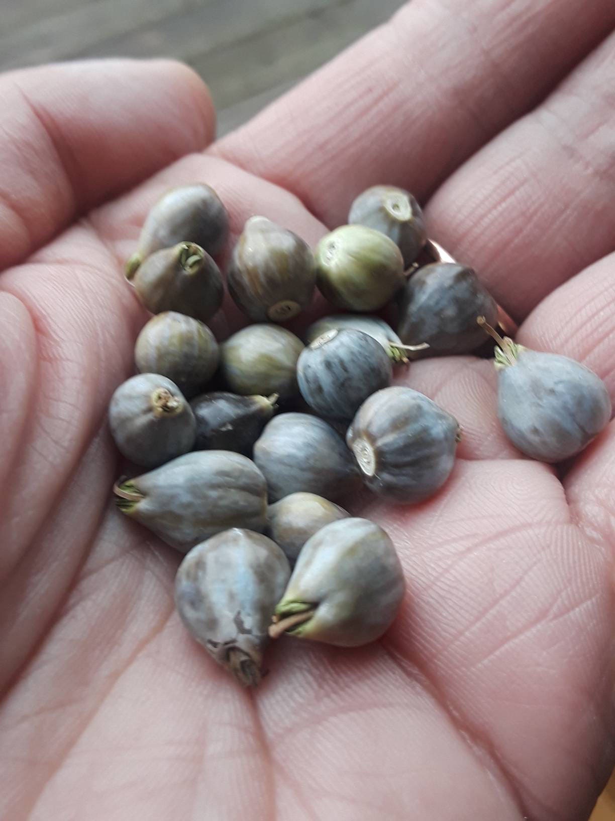 Job'stears Seeds for Sale!!! Grow Them or Craft With Them! Ohio Grown ...