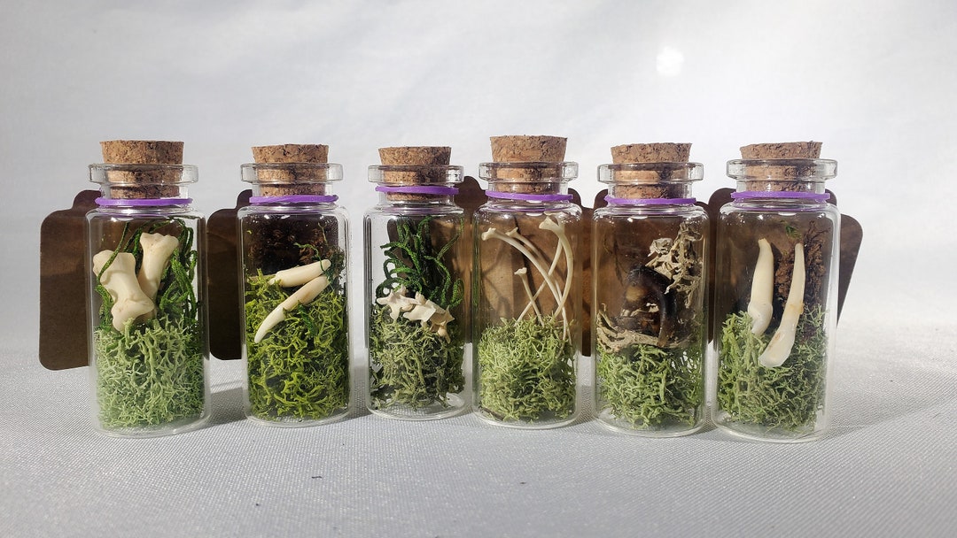 Oddity Terrarium: 2" Curiosity Jar With Moss, Bones, Claws - Etsy