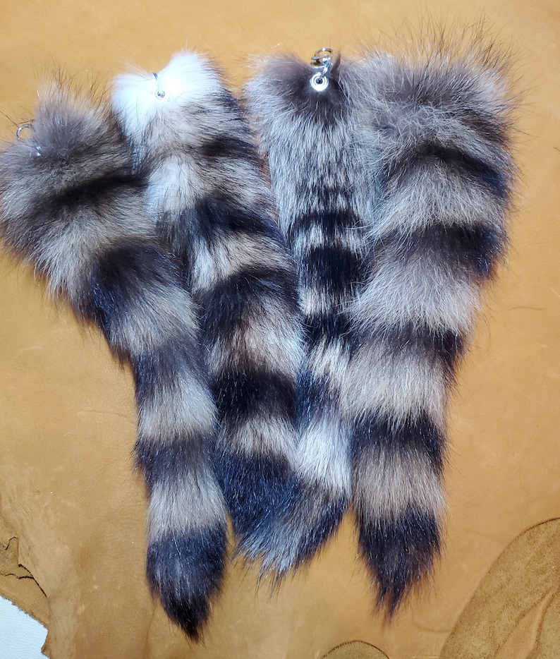 Real Raccoon Tail Taxidermy Keychain - Etsy