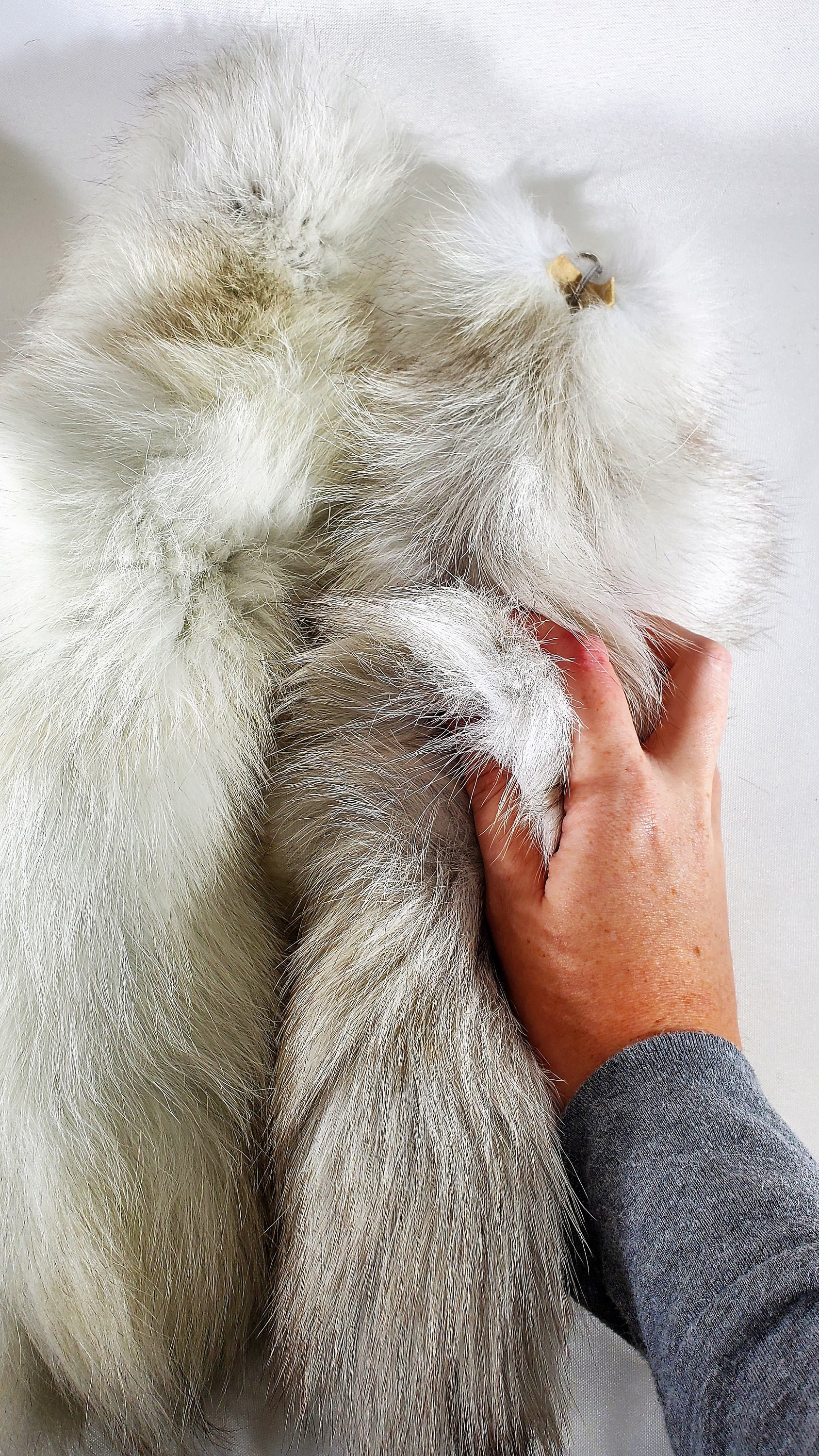 Fox Tail Keychains Genuine Taxidermy Specialty Fox Fur for - Etsy