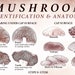 Mushroom ID and Anatomy Illustration Set of TWO Educational Posters ...