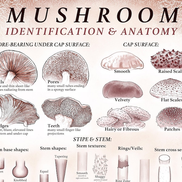 Mushroom Identification Print - Etsy