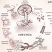 Mushroom ID and Anatomy Illustration Set of TWO Educational Posters ...