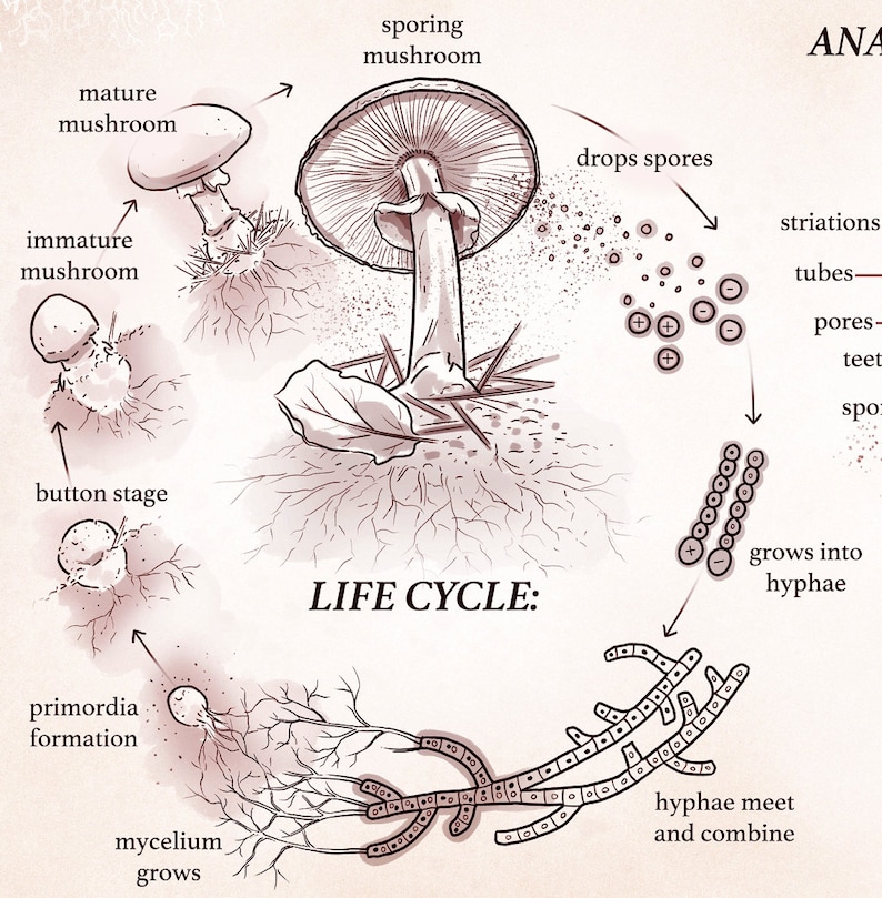 Mushroom ID and Anatomy Illustration Set of TWO Educational Posters ...