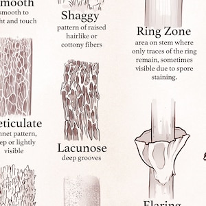 Mushroom ID and Anatomy Illustration Set of TWO Educational Posters ...