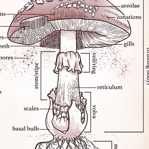 Mushroom ID and Anatomy Illustration Set of TWO Educational Posters ...