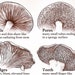 Mushroom ID and Anatomy Illustration Set of TWO Educational Posters ...
