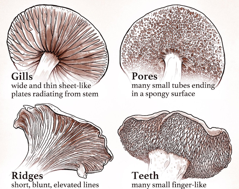 Mushroom ID and Anatomy Illustration Set of TWO Educational Posters ...
