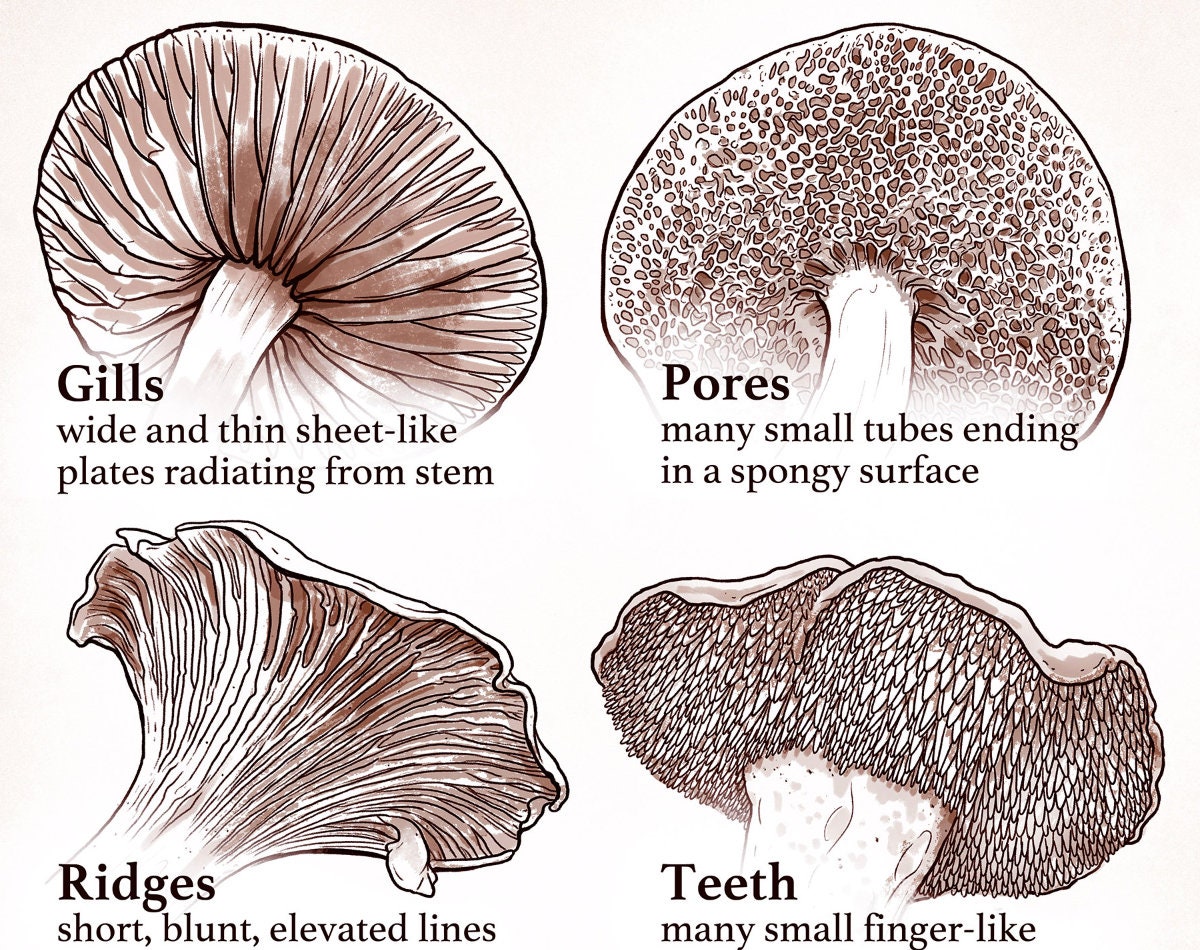 Mushroom ID and Anatomy Illustration Set of TWO Educational Posters ...