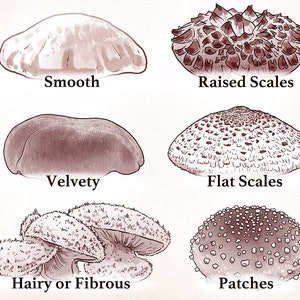 Mushroom ID and Anatomy Illustration Set of TWO Educational Posters ...