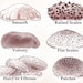 Mushroom ID and Anatomy Illustration Set of TWO Educational Posters ...