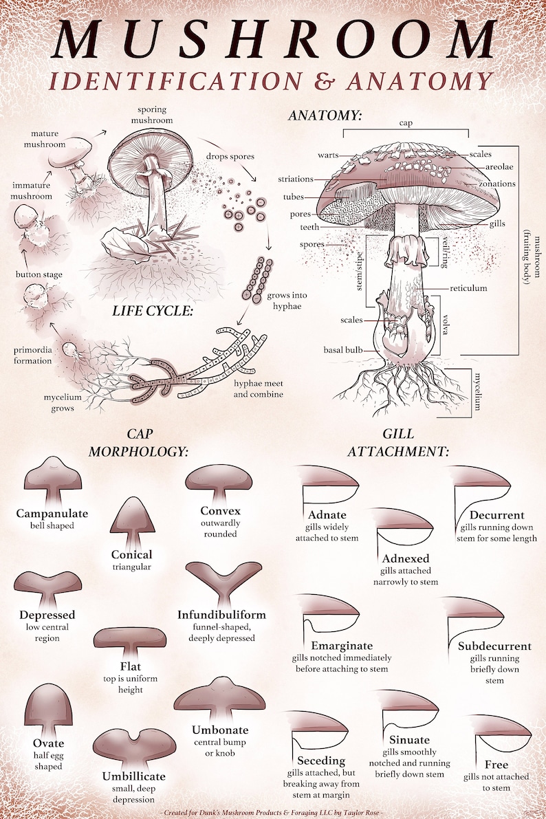 Mushroom ID and Anatomy Illustration Set of TWO Educational Posters ...