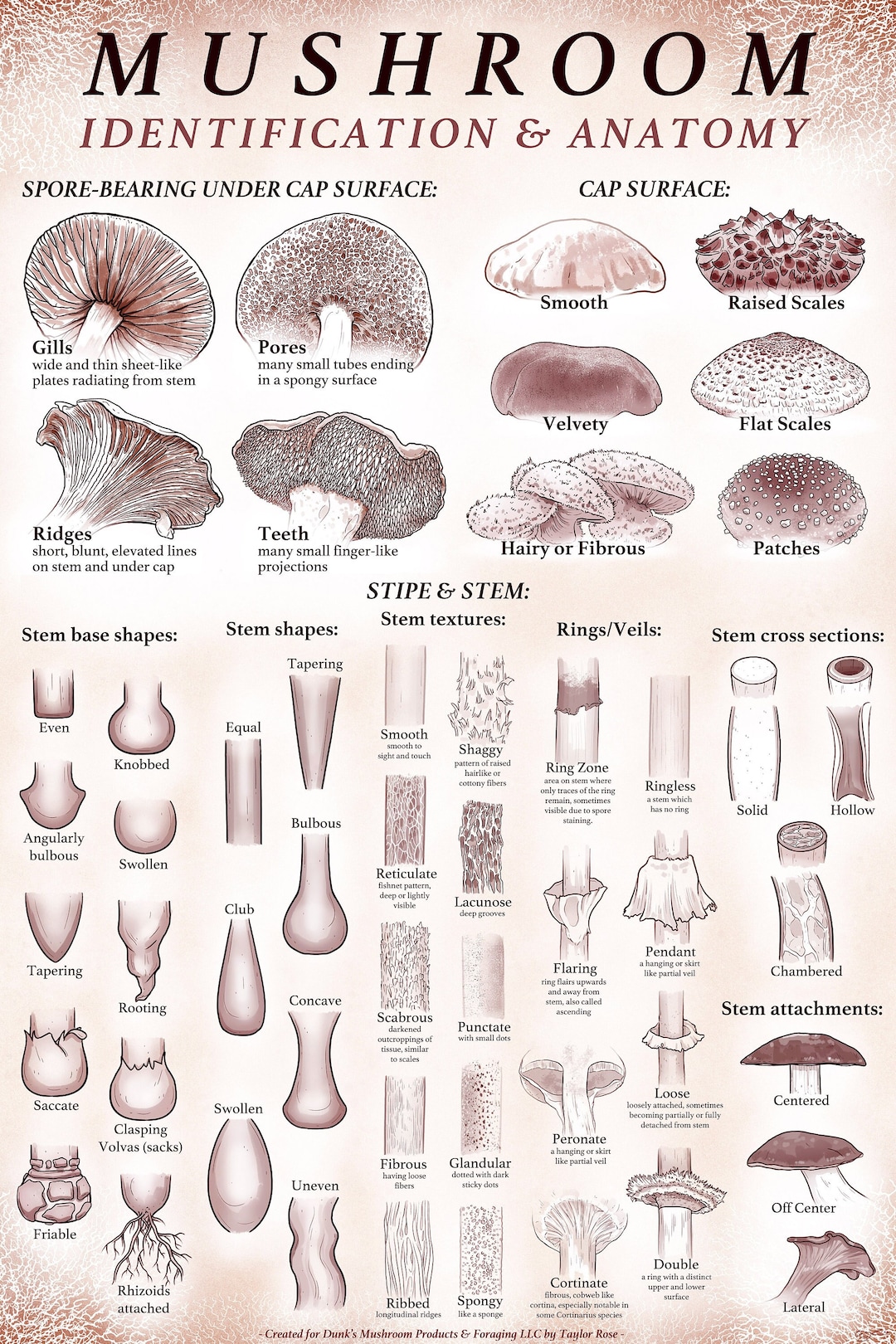 Mushroom ID and Anatomy Illustration Set of TWO Educational Posters ...