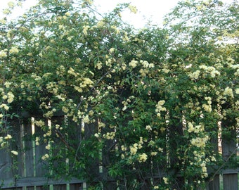 Yellow Lady Banks - Etsy