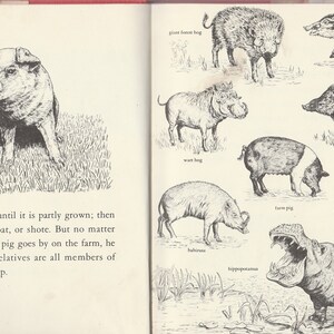 Vintage Childrens Nonfiction Book Pigs Tame and Wild, Olive Earle ...