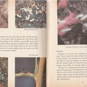 Vintage Childrens Insects Book the World of Ants, Golden Library of ...