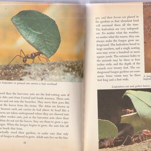 Vintage Childrens Insects Book the World of Ants, Golden Library of ...