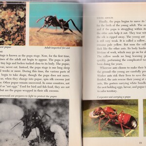Vintage Childrens Insects Book the World of Ants, Golden Library of ...