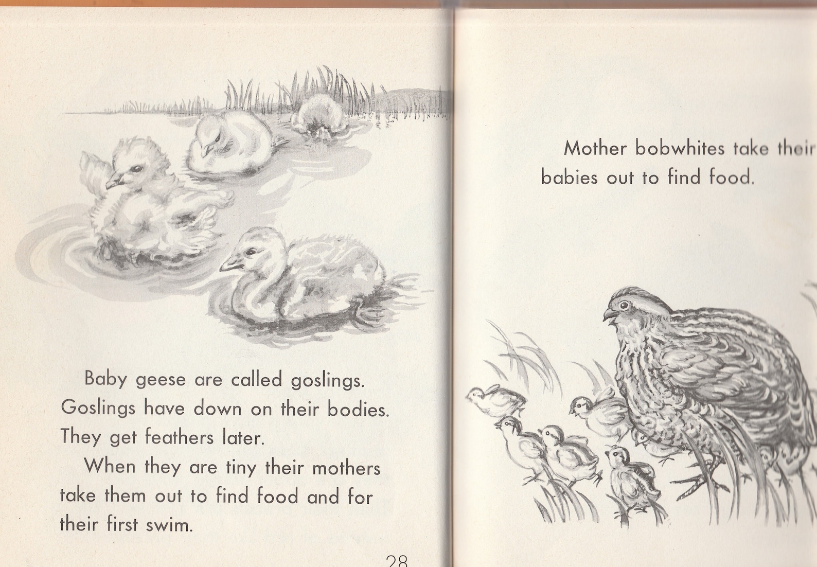 Vintage Childrens Nonfiction Animal Book The True Book Of Etsy vintage-childrens-nonfiction-animal-book-the-true-book-of-etsy