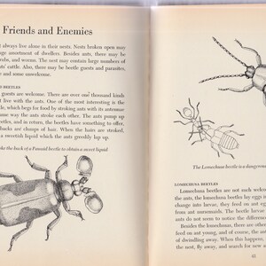 Vintage Childrens Insects Book the World of Ants, Golden Library of ...