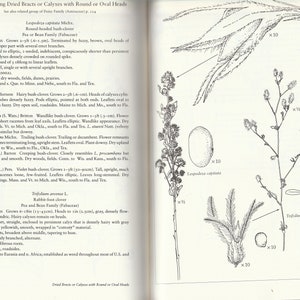 Vintage Wildflower Field Guide A Guide to Wildflowers in Winter by ...