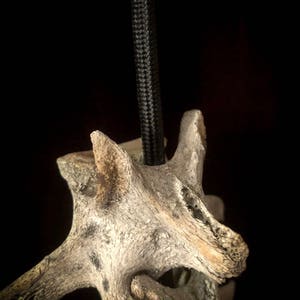 Hanging Spine Real Bone Lamp - Vintage Edison Style Light - One of a ...