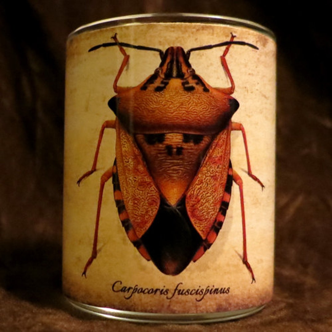 Bug Candle Holder/ Luminary Carpocoris Fuscispinus - Etsy
