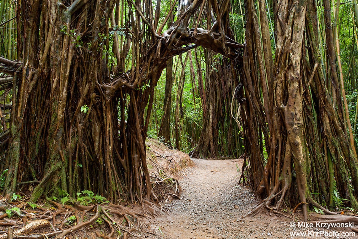 Tree Root Archway Over a Trail Leading to Manoa Falls in Honolulu, Oahu ...