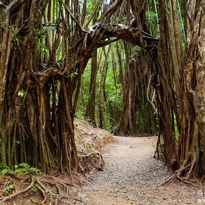 Tree Root Archway Over a Trail Leading to Manoa Falls in Honolulu, Oahu ...