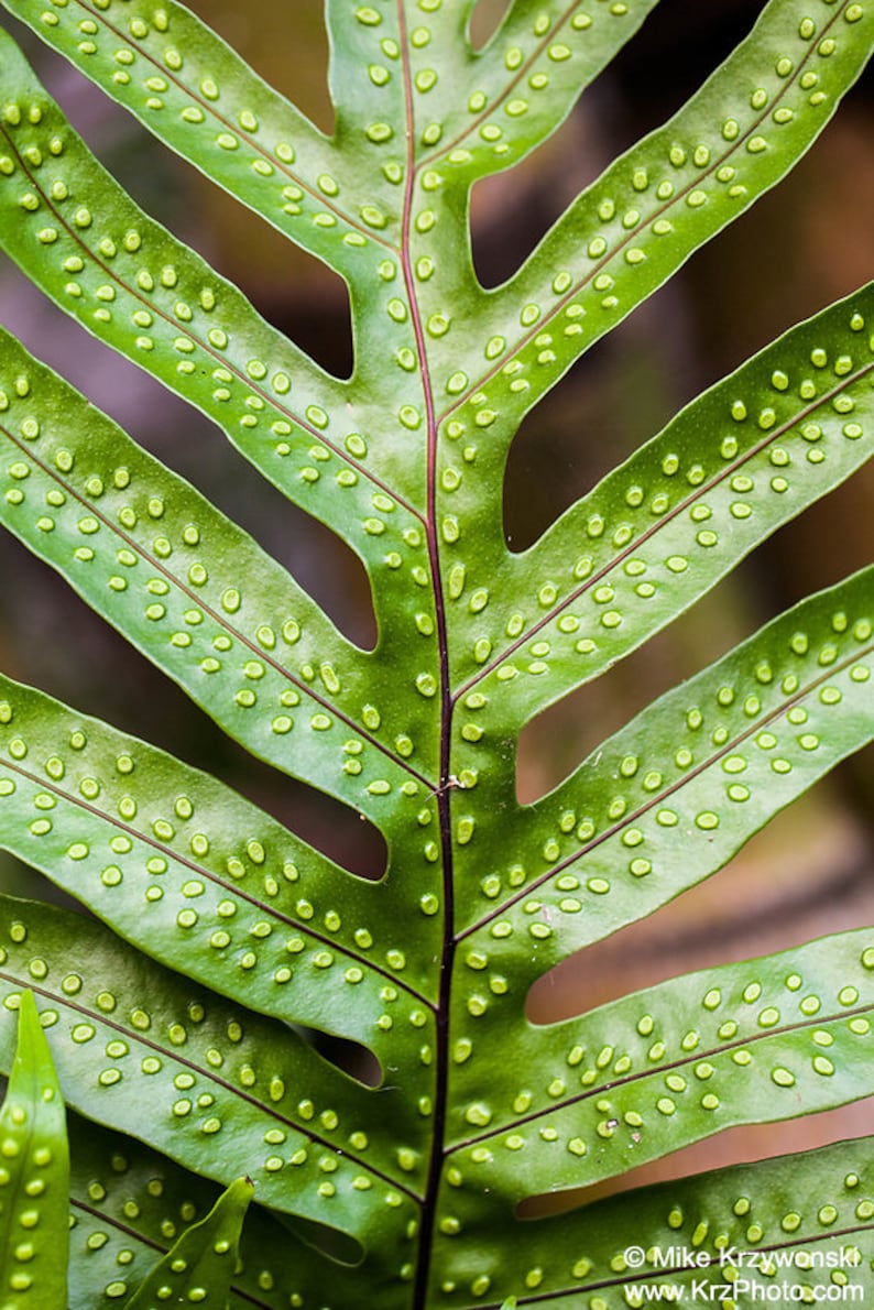 Close-up of Laua'e Fern Leaf Photo Picture Fine Art Metal Print - Etsy