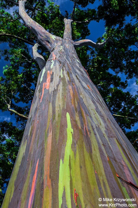 Close up of Rainbow Eucalyptus Tree Bark, Oahu, Hawaii Photo Picture ...