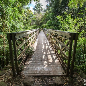 Bridge Pathway Leading Through Bamboo Forest on Maui in Hawaii Photo ...
