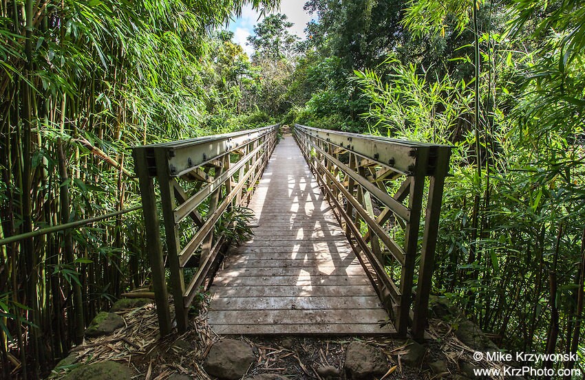 Bridge Pathway Leading Through Bamboo Forest on Maui in Hawaii Photo ...