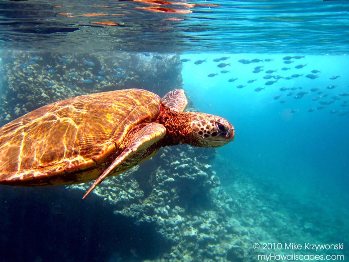Hawaiian Green Sea Turtle W/ Fish in Background Photo Picture Fine Art ...