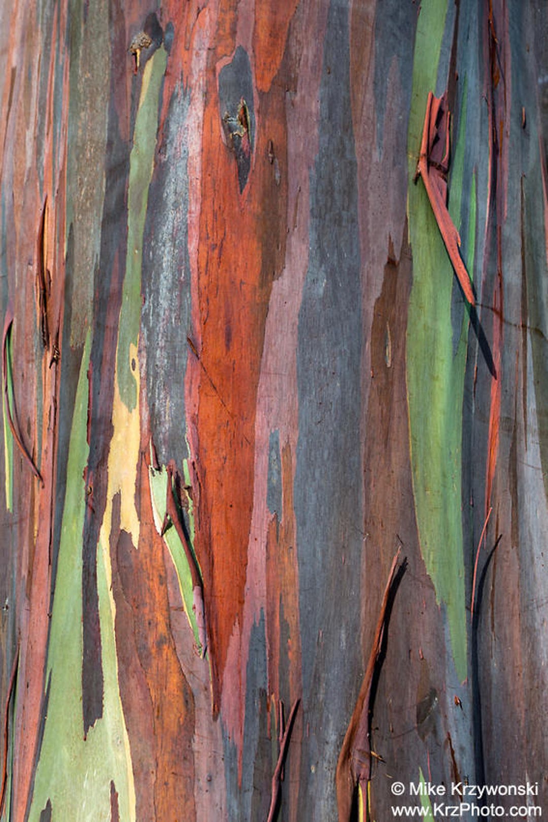 Close up of Rainbow Eucalyptus Tree Trunk, Oahu, Hawaii Photo Picture ...