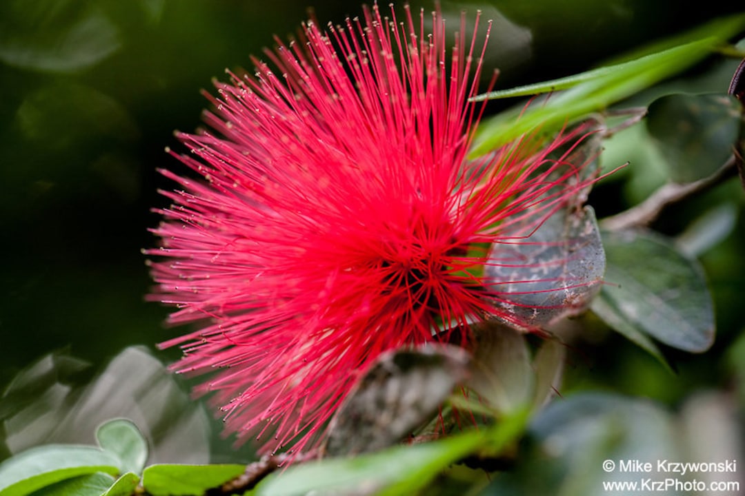 Close up of Hawaiian Ohia Lehua Flower Photo Picture Fine Art Metal ...