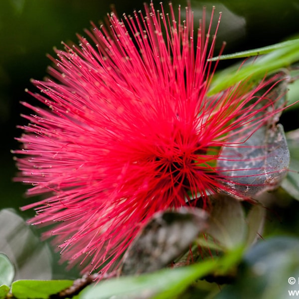 Lehua Flower - Etsy