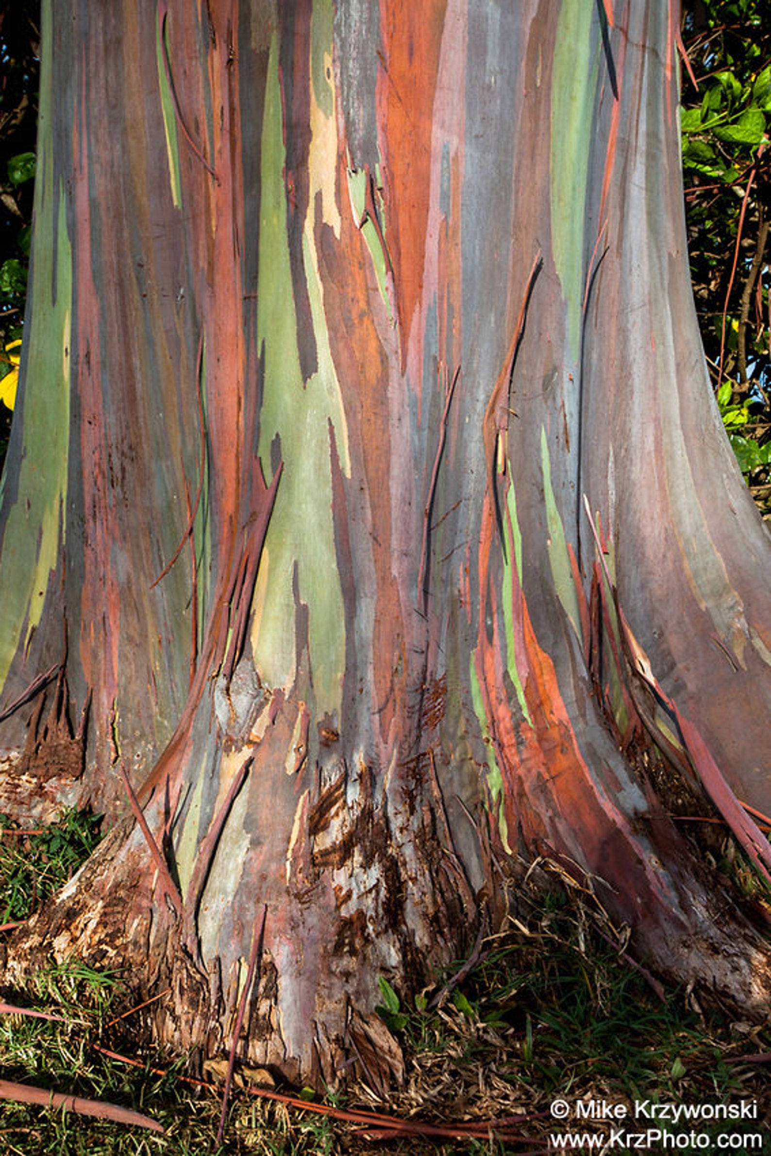 Close up of Rainbow Eucalyptus Tree Bark, Oahu, Hawaii Photo Picture ...