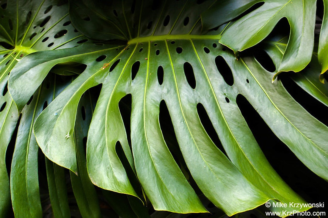 Close up of Monstera Leaf Photo Picture Fine Art Metal Print - Etsy