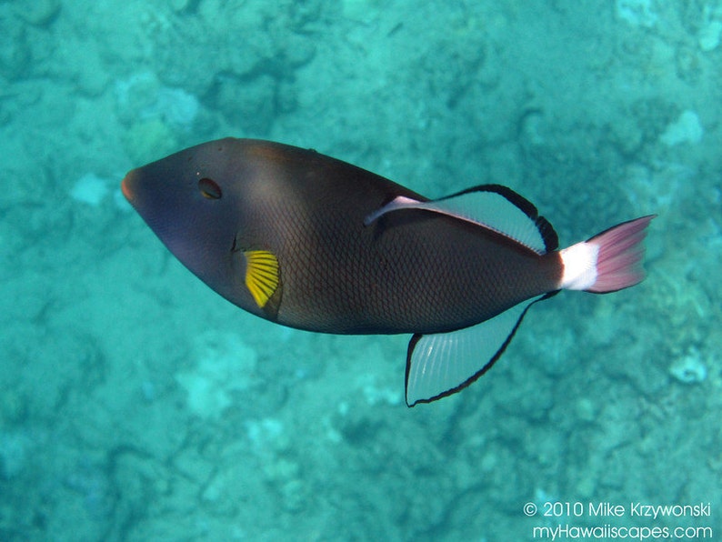 Beautiful Hawaiian Pinktail Triggerfish Photo Picture Fine Art Metal ...