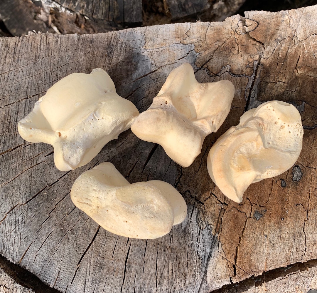 Extra Large Viking Gambling Bones~ Bovine Astragalus Talus Knuckle ...