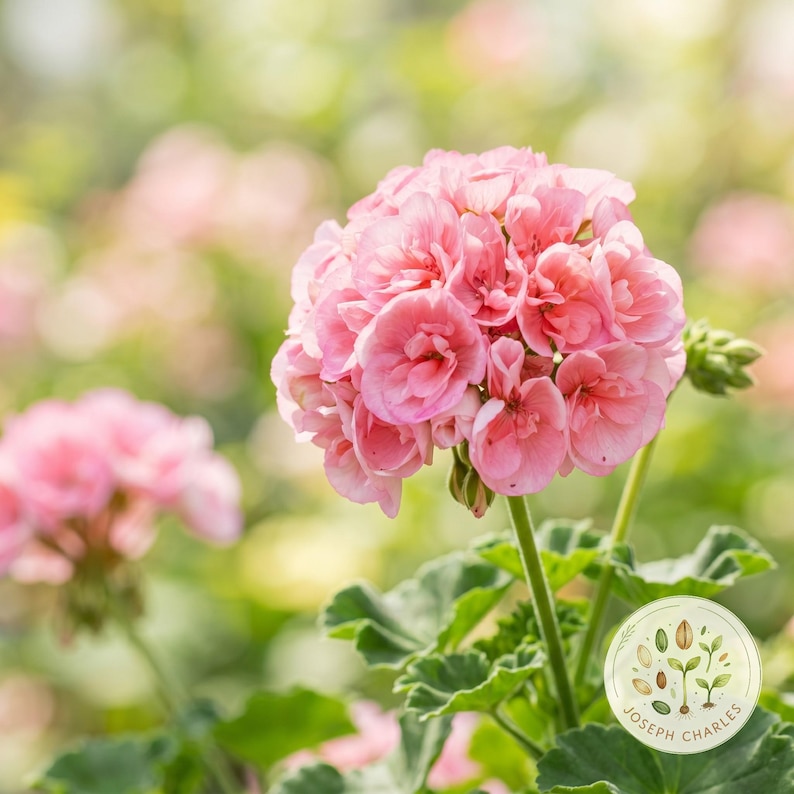 Pink Double Geranium 10+seeds | Pelargonium Garden Blooms - Etsy