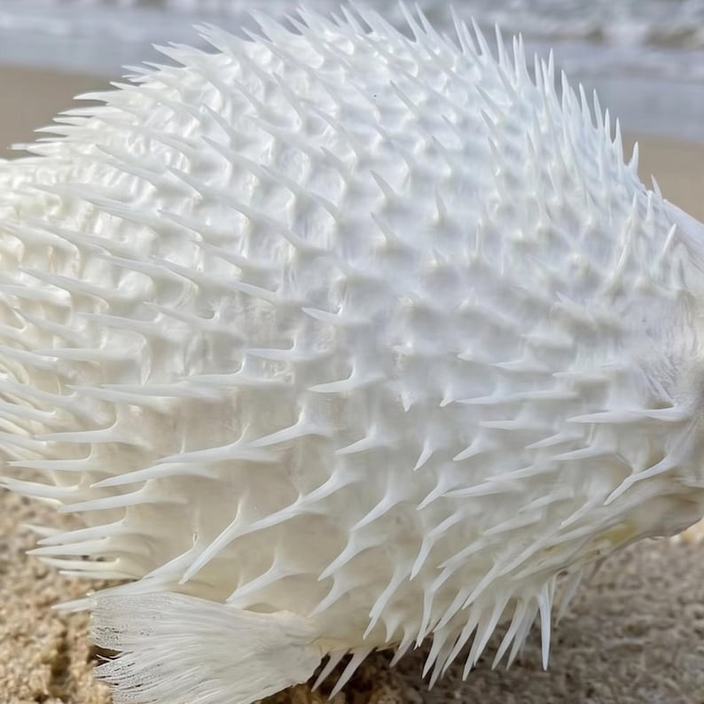 Inflated Pufferfish Specimen - Real Marine Artifact - Natural History ...