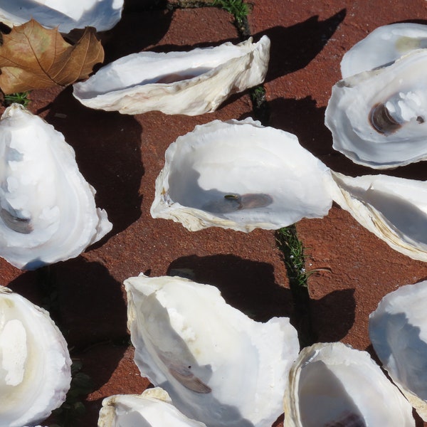 Oyster Shells Bulk - Etsy
