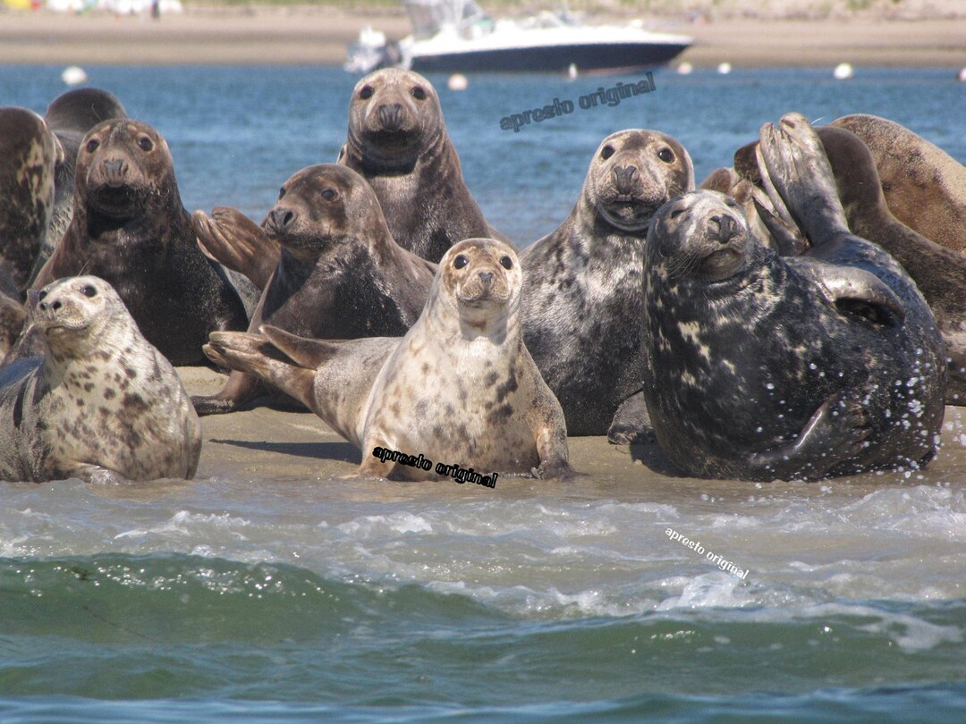 Chatham Seals 16x20 Canvas Print. Great Fun Wall Hanging. Ready to Hang ...