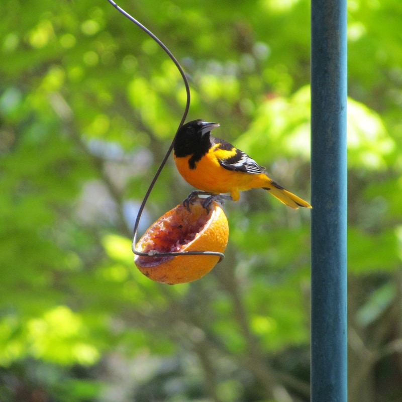 Oriole Feeder - Etsy